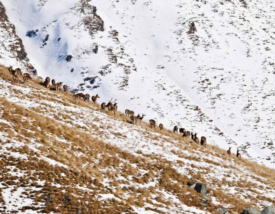 Italy Big Game Hunting & Touring - Antlers and Anglers Worldwide, LLC