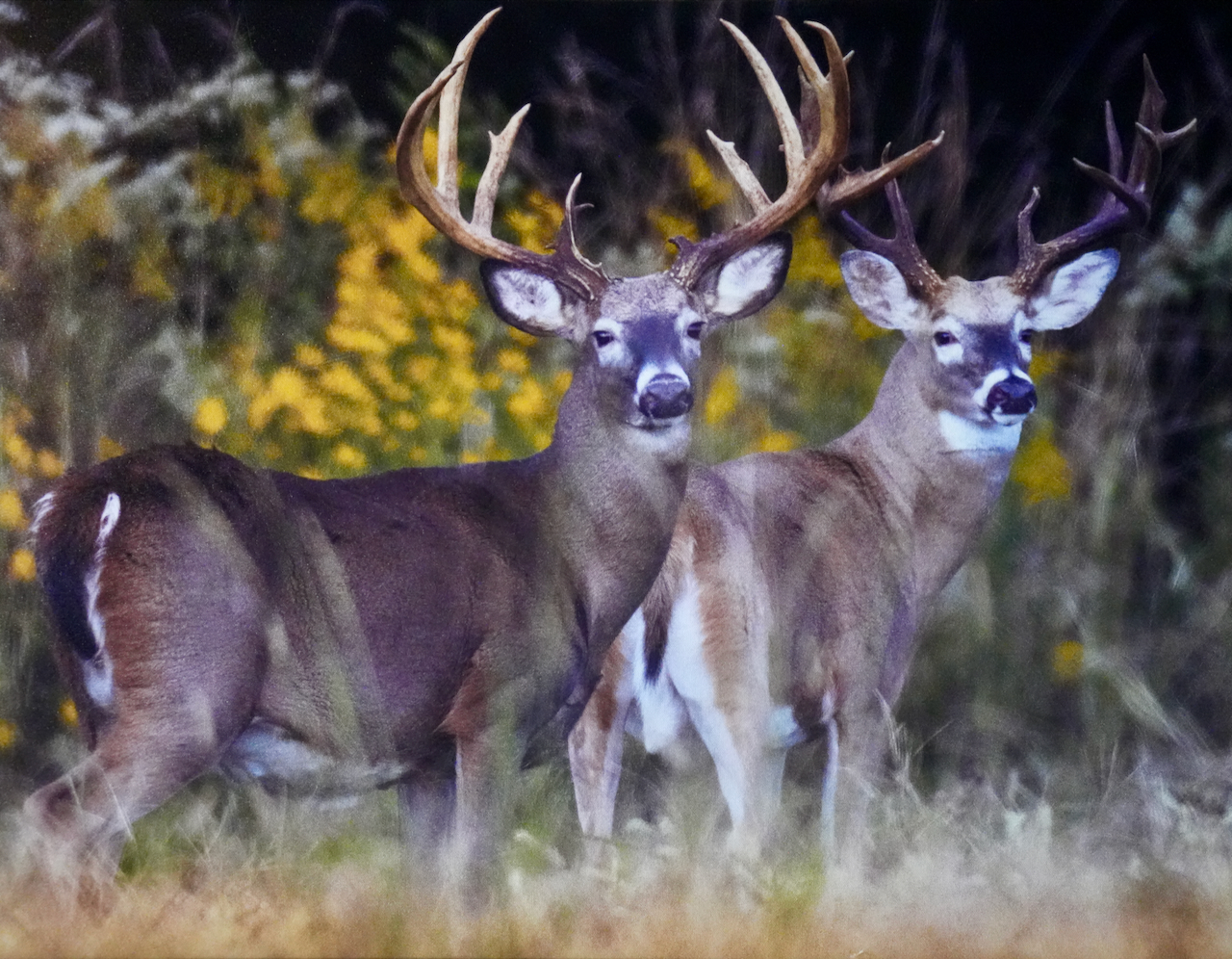 Alabama Quail, Pheasant, and Duck Lodge - Antlers and Anglers Worldwide ...