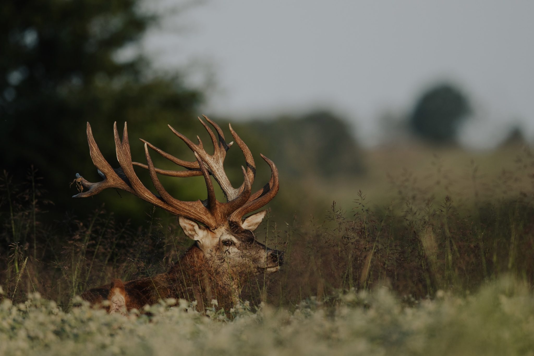 Scouting Report: An Oklahoma Elk & Red Stag Experience Worth Coming ...